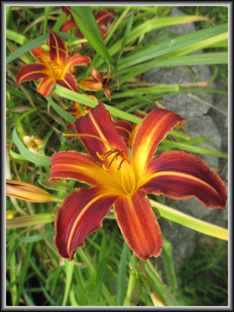 Milton Township, Cass County, MI – 32097 Bertrand St Niles, MI 269-684-7262